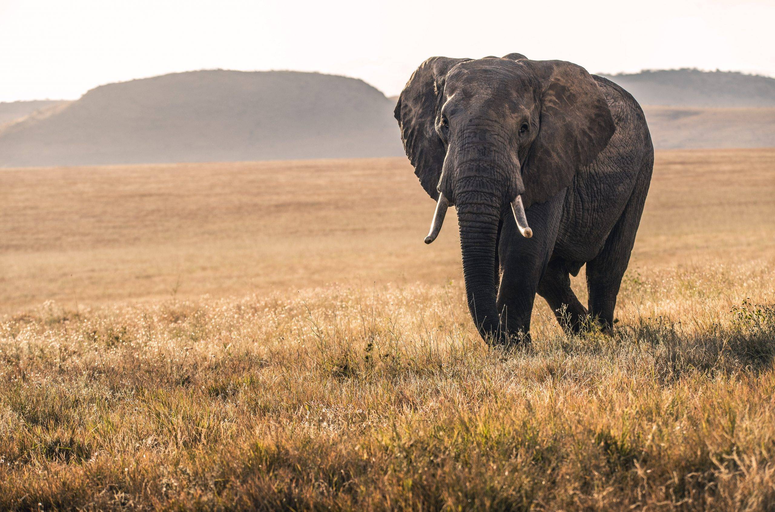 The Safari Collection Launches its First Mobile Safari Experience in ...